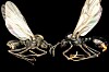 Du bør ha tilstrekkelige nivåer av sink, selen og vitamin D før ...